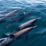 Puerto Escondido Dolphin and Whale Watching Adventure - Analyzing the Experience: What Makes it Stand Out