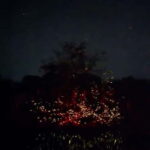 Puerto Princesa: Firefly Watching Tour with Dinner - Practical Aspects and Value