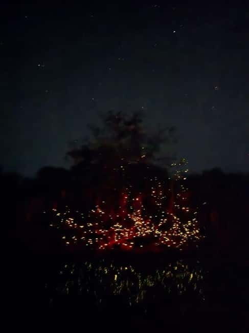 Puerto Princesa: Firefly Watching Tour with Dinner - Practical Aspects and Value