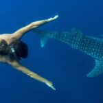 Puerto Princesa: Swim with Whale Sharks Boat Cruise - Why This Tour Stands Out