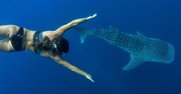 Puerto Princesa: Swim with Whale Sharks Boat Cruise - Why This Tour Stands Out