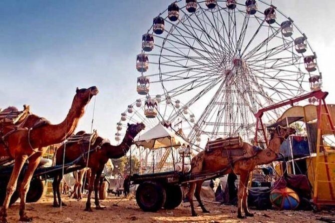 Pushkar Fair Festival - FAQ