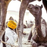 Pushkar: Private Guided day tour From Jaipur - What This Tour Means for You