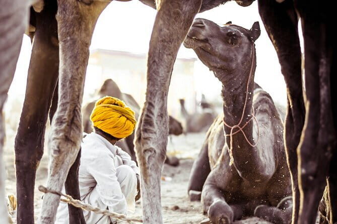 Pushkar: Private Guided day tour From Jaipur - What This Tour Means for You