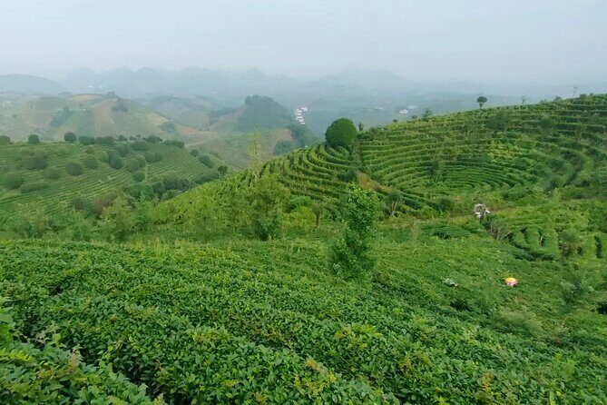 Qixianfeng Tea Plantation Tour in Yangshuo - Why This Tour Works Well