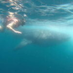 Quintana Roo: Whale Shark Swim, Private Boat Trip, and Lunch - Detailed Breakdown of the Itinerary