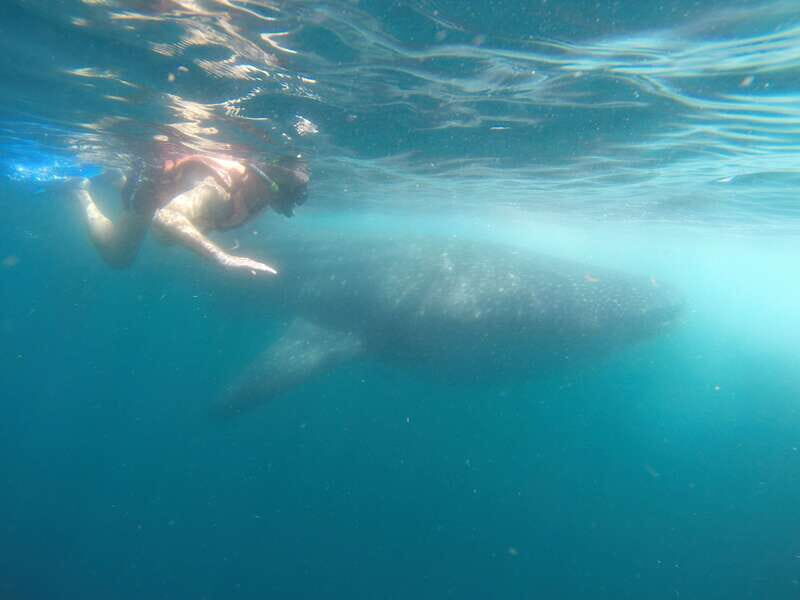 Quintana Roo: Whale Shark Swim, Private Boat Trip, and Lunch - Detailed Breakdown of the Itinerary