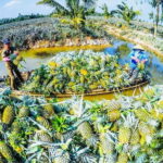 Rach Gia Authentic Bike Adventure Through Pineapple Villages - Practical Details and Value