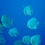 Racha Yai Dive Trip from Phuket - Who Should Consider This Tour?
