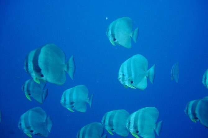 Racha Yai Dive Trip from Phuket - Who Should Consider This Tour?