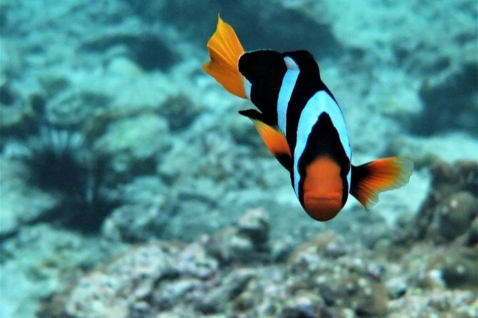 Railay and 4-Island Sunset Speedboat Cruise with Night Snorkel - Transportation and Group Size: A Balance of Comfort and Intimacy