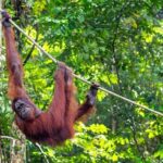 Rainforest Kayaking with Semenggoh Orangutan Center from Kuching - Exploring the Itinerary in Detail