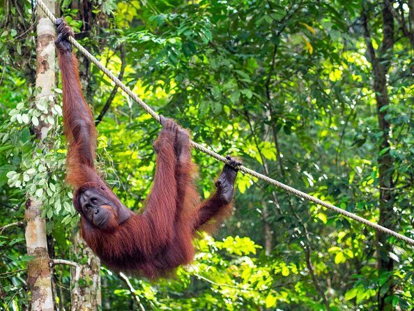 Rainforest Kayaking with Semenggoh Orangutan Center from Kuching - Exploring the Itinerary in Detail