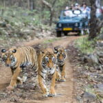 Ranthambhore: Ranthambhore Tiger Reserve Booking - The Safari Experience: Watching Wildlife and Visiting the Fort