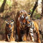 Ranthambhore Tiger Tour of Delhi, Agra, and Jaipur 5 Star Hotel - What Really Stands Out