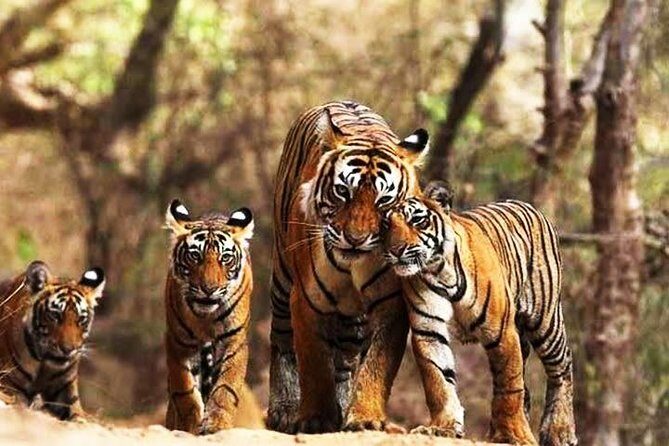 Ranthambhore Tiger Tour of Delhi, Agra, and Jaipur 5 Star Hotel - What Really Stands Out
