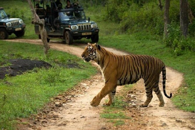 Ranthambhore Tour With One Ride Of Jungle By Gypsy - Transport and Practicalities