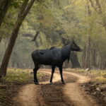 Ranthambore Day Trip from Jaipur with Tiger Safari - Ranthambore National Park: The Heart of Your Day