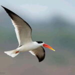 Ranthambore Gharial Sanctuary and Chambal Safari by boats. - Who Should Book This Tour?