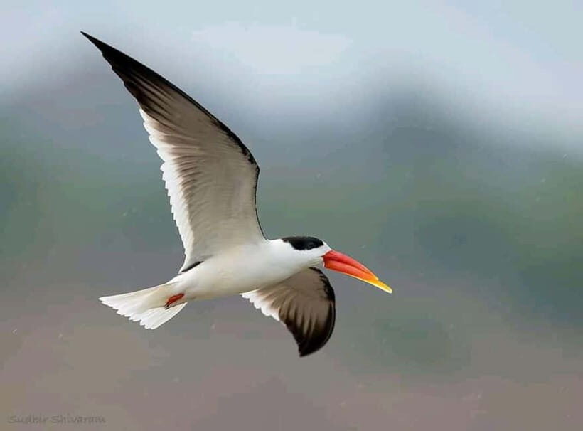 Ranthambore Gharial Sanctuary and Chambal Safari by boats. - Who Should Book This Tour?