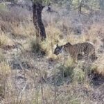 RANTHAMBORE NATIONAL PARK (3 Nights /4 Days) - The Safari Experience