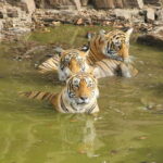 Ranthambore: National Park Guided Jeep or canter Safari - What to Expect: The Safari Experience