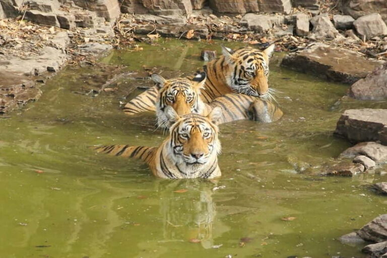 Ranthambore: National Park Guided Jeep or canter Safari - What to Expect: The Safari Experience