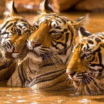 Ranthambore National Park: Jeep or Canter Safari - Exploring Ranthambore: What to Expect