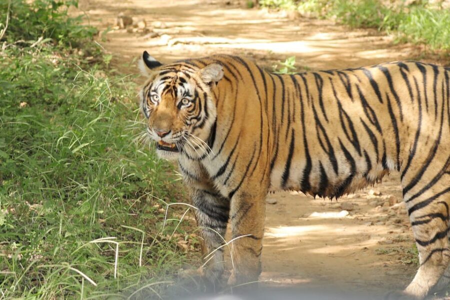 Ranthambore Safari Booking-Sharing Gypsy and Sharing Canter - What Makes This Safari Stand Out?