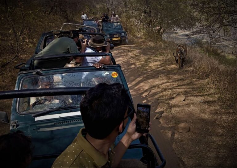 Ranthambore safari by Canter (20 seater) 24 hrs advance - The Safari Itself: What to Expect