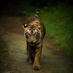 Ranthambore safari by Canter ( 20 seater bus) - What You Can Expect from the Itinerary