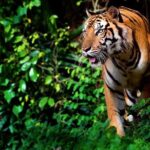 Ranthambore tiger reserve Assistance for Cantar Safari Tickets - Key Points: