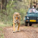 Ranthambore Tiger Safari Day trip from Jaipur - All Inclusive - The Wild Side: Safari in Ranthambore Park