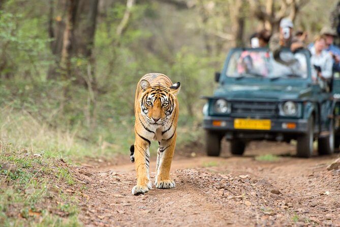 Ranthambore Tiger Safari Day trip from Jaipur - All Inclusive - The Wild Side: Safari in Ranthambore Park