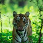 Ranthambore Tiger Safari In Gypsy 6 Seater All Inclusive visits - Authentic Experiences and Review Insights