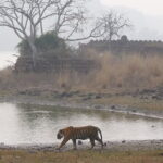 Ranthambore Tiger Safari Private Same Day Trip from Jaipur - What Makes the Safari Experience Stand Out