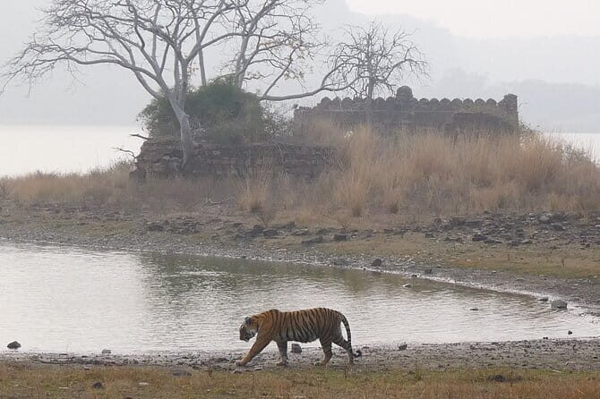 Ranthambore Tiger Safari Private Same Day Trip from Jaipur - What Makes the Safari Experience Stand Out