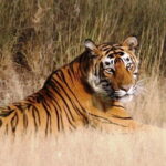 Ranthambore Tiger Safari Tickets With Optional Transfers - Authentic Wildlife Encounters & Practical Tips