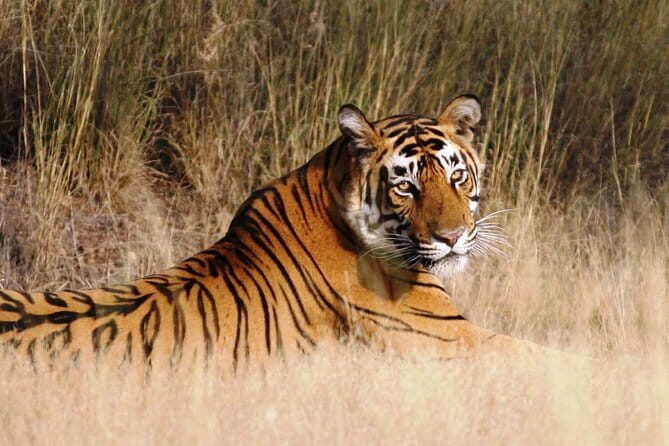 Ranthambore Tiger Safari Tickets With Optional Transfers - Authentic Wildlife Encounters & Practical Tips