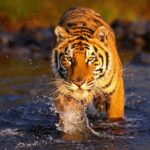 Ranthambore Tiger Safari Tour from Delhi with All Meals - The Itinerary in Detail
