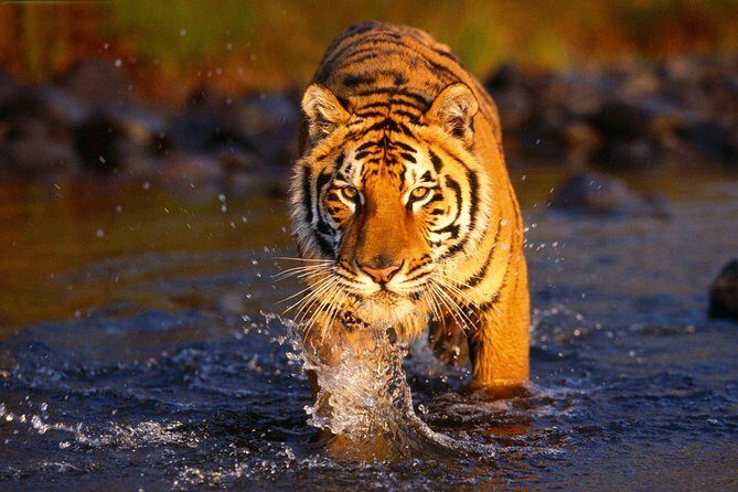Ranthambore Tiger Safari Tour from Delhi with All Meals - The Itinerary in Detail
