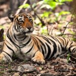 Ranthambore : Tiger Safari Tour in Canter - What to Expect from the Ranthambore Canter Safari