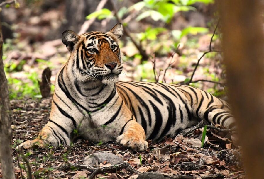 Ranthambore : Tiger Safari Tour in Canter - What to Expect from the Ranthambore Canter Safari