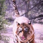 Ranthambore Wildlife Safari with Tickets & Transfer Options - What the Reviews Reveal About the Experience