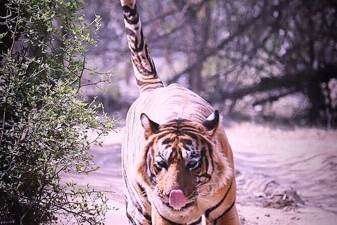 Ranthambore Wildlife Safari with Tickets & Transfer Options - What the Reviews Reveal About the Experience