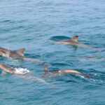 Raya Noi Island - Raya Yai Island - Maiton Island by Speedboat - Who Is This Tour Best For?