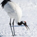 Red Crowned Crane and Wildlife Watching - What Makes This Tour Stand Out?