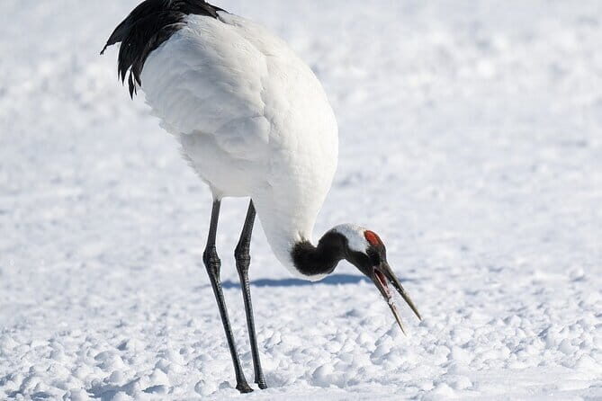 Red Crowned Crane and Wildlife Watching - What Makes This Tour Stand Out?