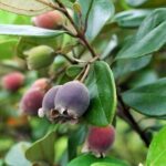 RED RIVER TOUR (Private Tour): LAND ISLAND TOUR AROUND THE SOUTH - Practical Details: What You Need to Know