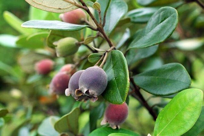 RED RIVER TOUR (Private Tour): LAND ISLAND TOUR AROUND THE SOUTH - Practical Details: What You Need to Know